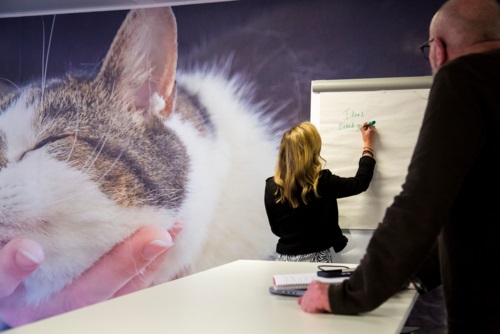 RSPCA - Find your new career